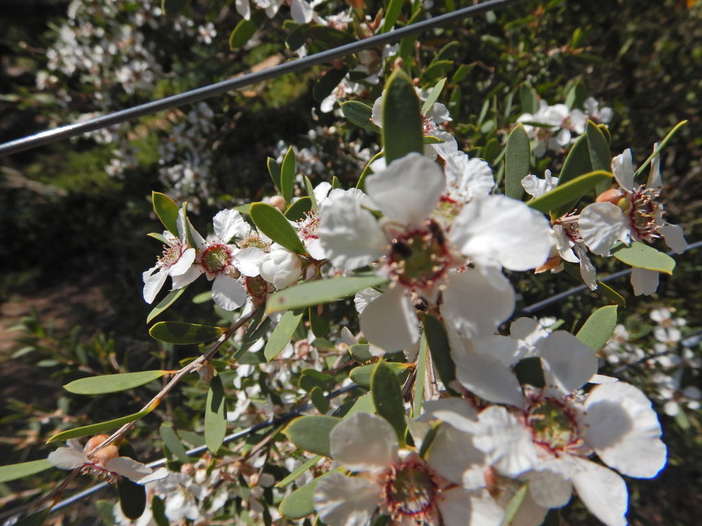 Australian Tea Tree from Boole Poole VIC 3880, Australia on October 2 ...
