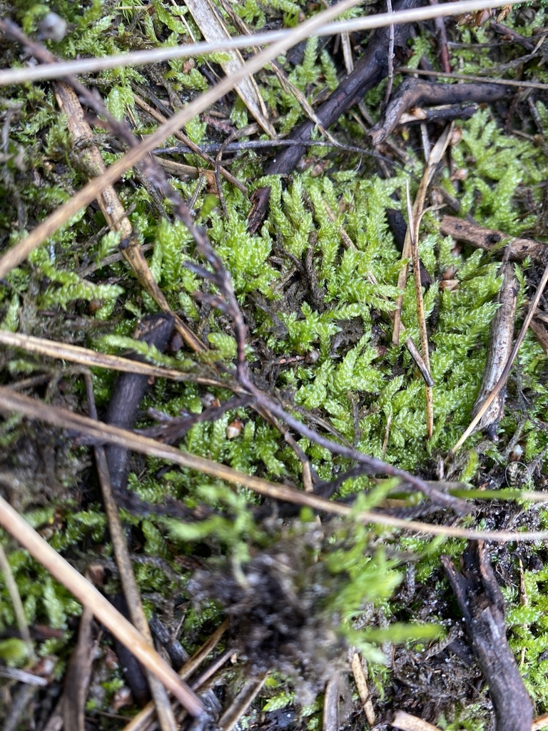 Cypress-leaved Plait-moss from Helmond, NL-NB, NL on December 01, 2022 ...
