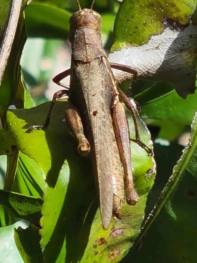 Abracris flavolineata from Kwakoegron, Suriname on December 01, 2022 at ...