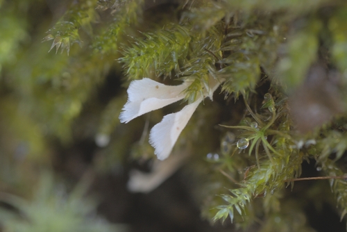 Cotylidia muscigena · iNaturalist
