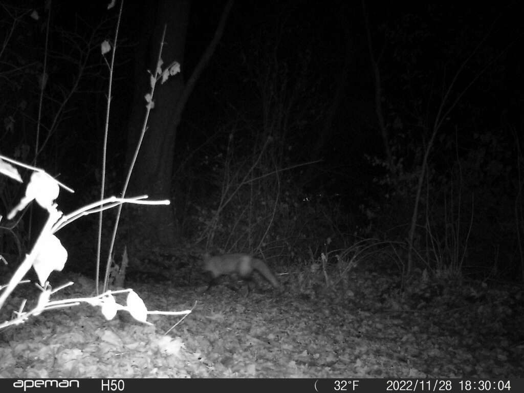 Red Fox in November 2022 by wmct276 · iNaturalist