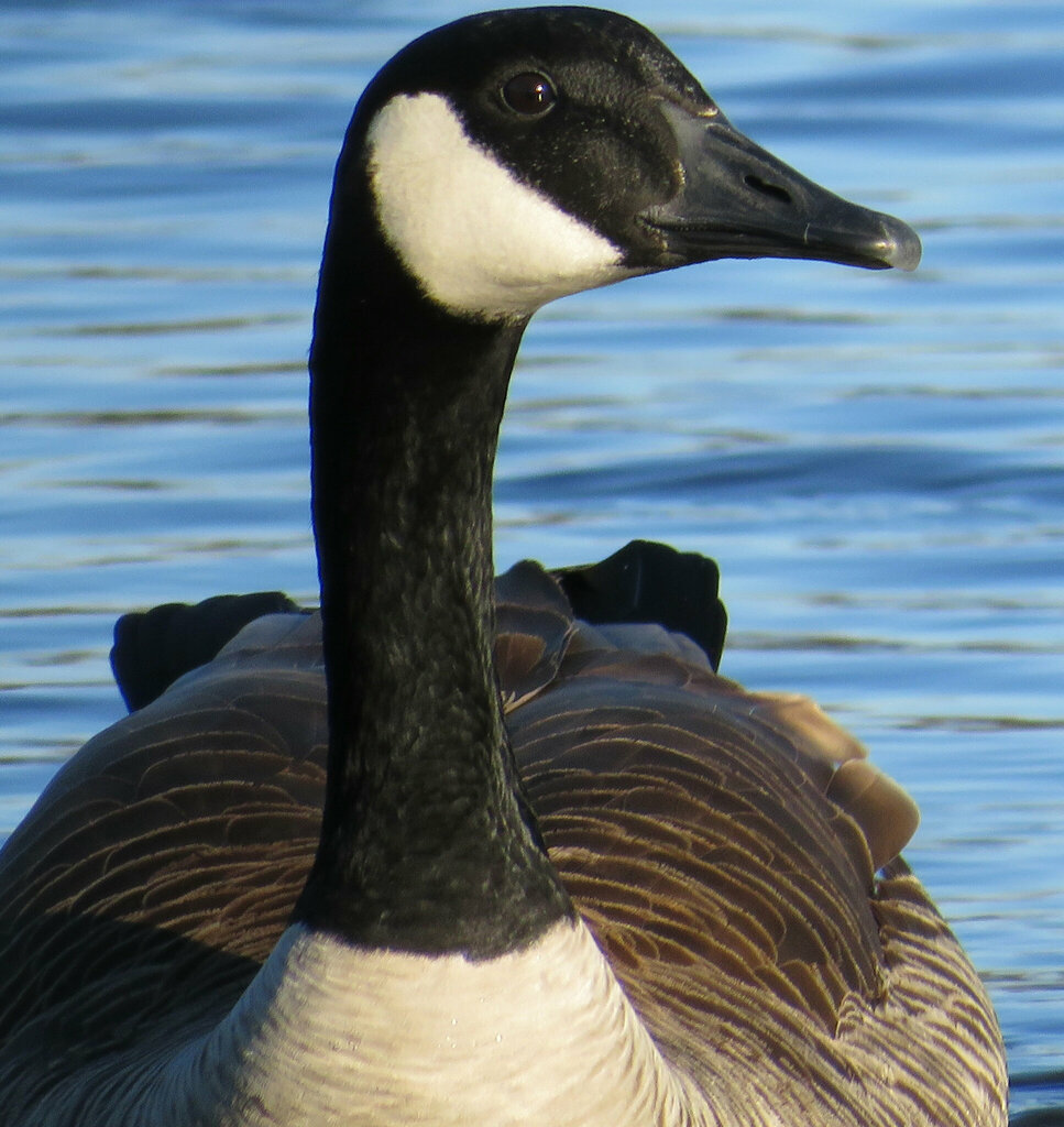 Canada Goose from Aberdeen, NC, USA on February 06, 2022 at 08:13 AM by ...
