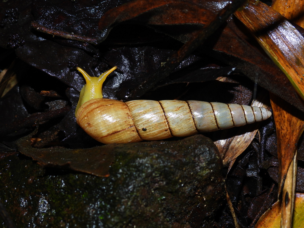 Obeliscus from Pitalito, Huila, Colombia on November 28, 2022 at 08:39 ...