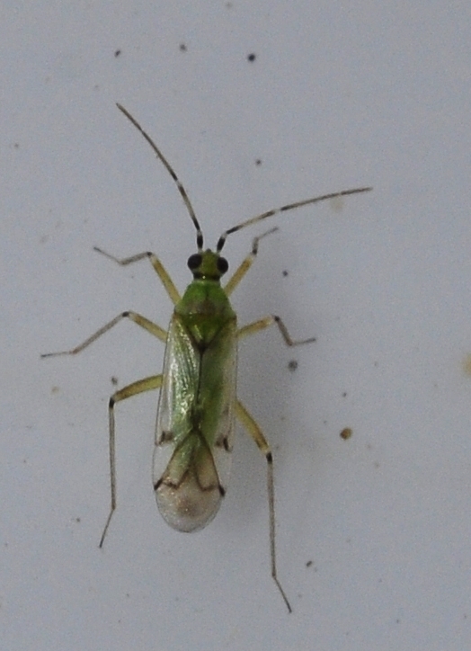 Nesidiocoris tenuis (Reuter, 1895)