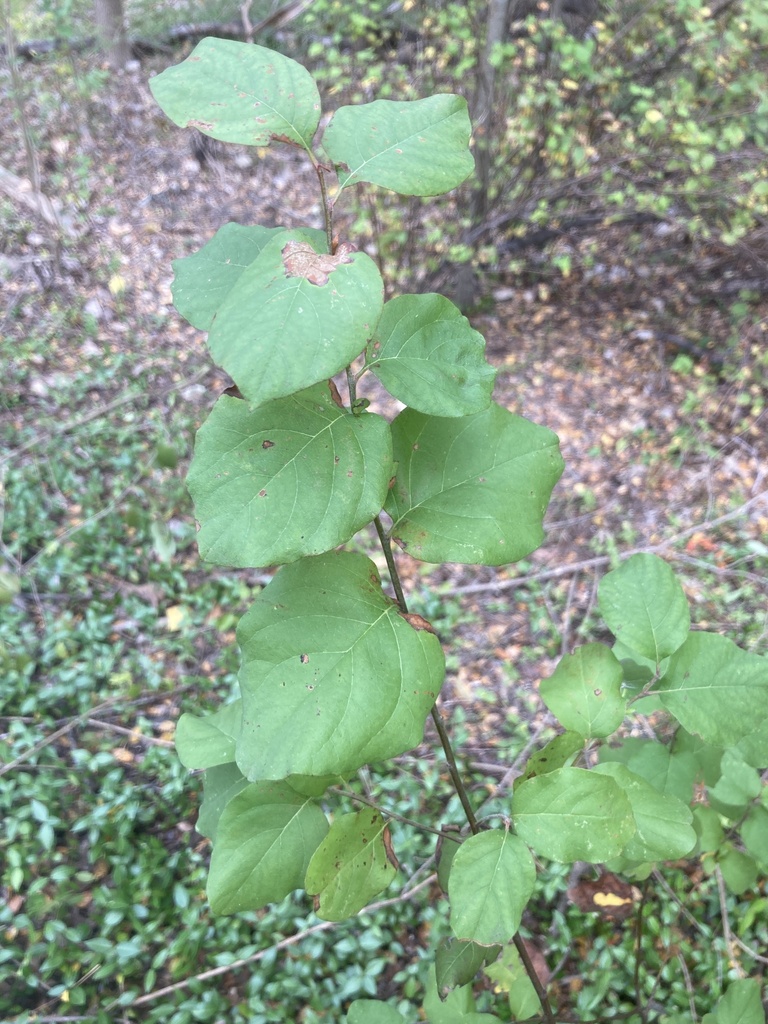 Sycamore-leaf Snowbell from Radam Cir, Austin, TX, US on December 1 ...