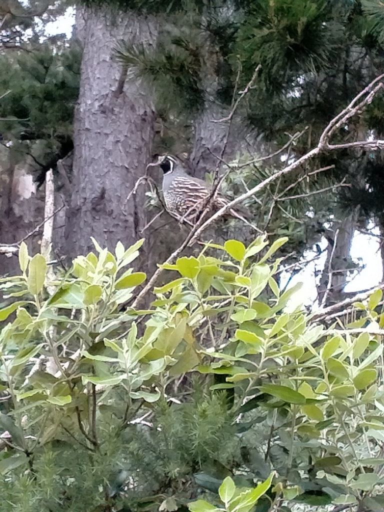 Coastal California Quail from Newtown, Wellington, New Zealand on ...