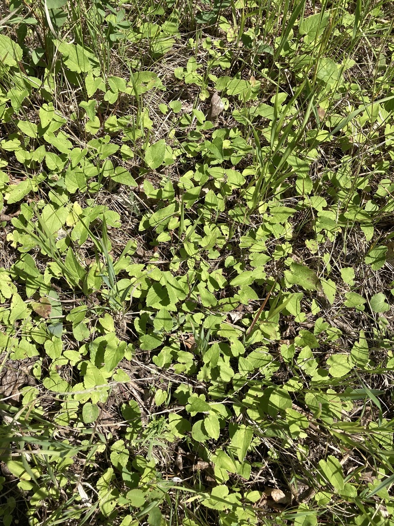 Creeping Bellflower from Southeast Calgary, Calgary, AB, Canada on July ...