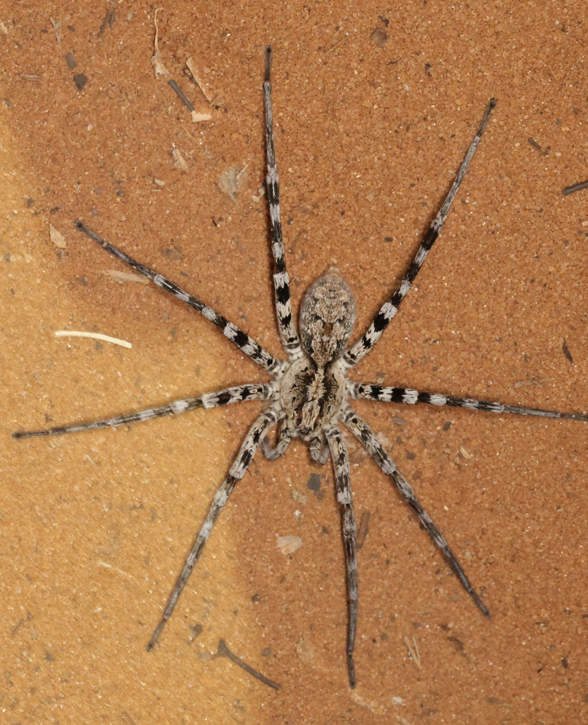 Ornamental Wandering Spider from Toliara II, Madagascar on November 18 ...