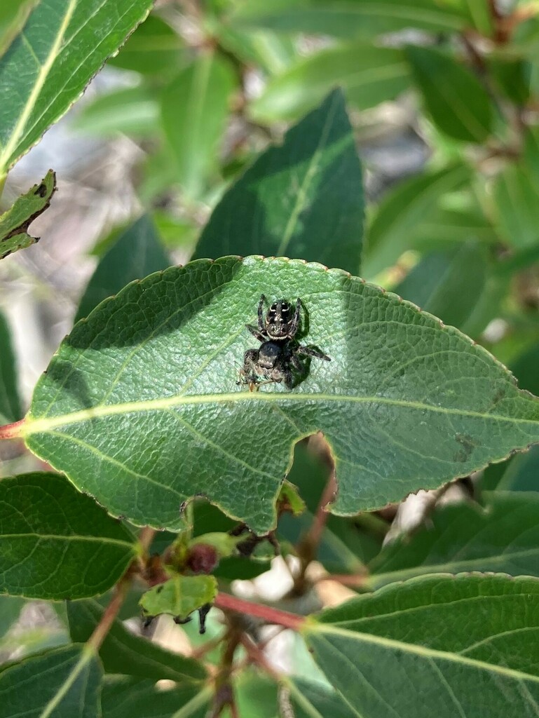 Phidippus cryptus from Southeast Calgary, Calgary, AB, Canada on July ...