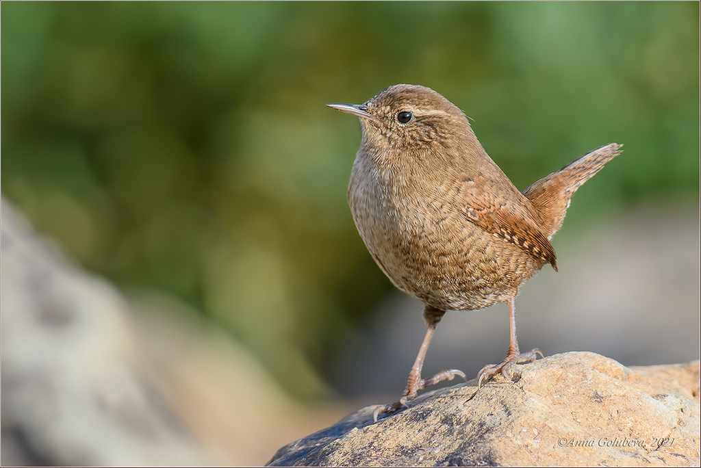 Eurasian Wren from Китай-город, Москва, Россия on September 28, 2021 at ...