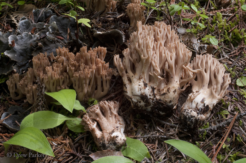 Ramaria marrii from Pend Oreille, WA on June 8, 2010 by Danny Miller ...