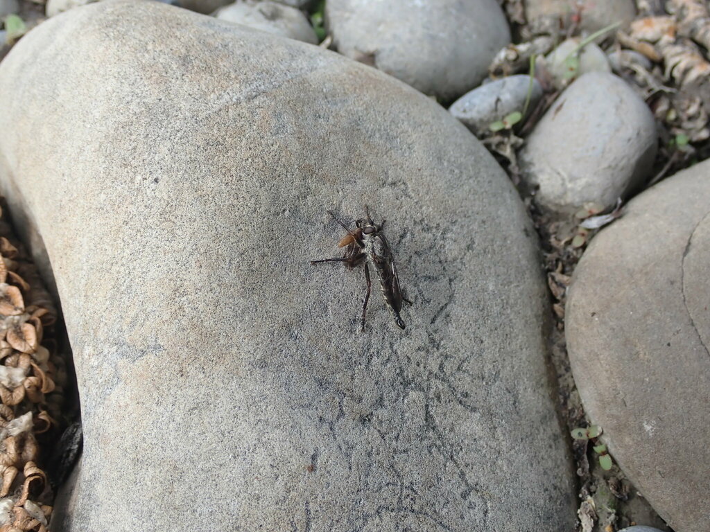 Asilinae from Southeast Calgary, Calgary, AB, Canada on July 07, 2022 ...