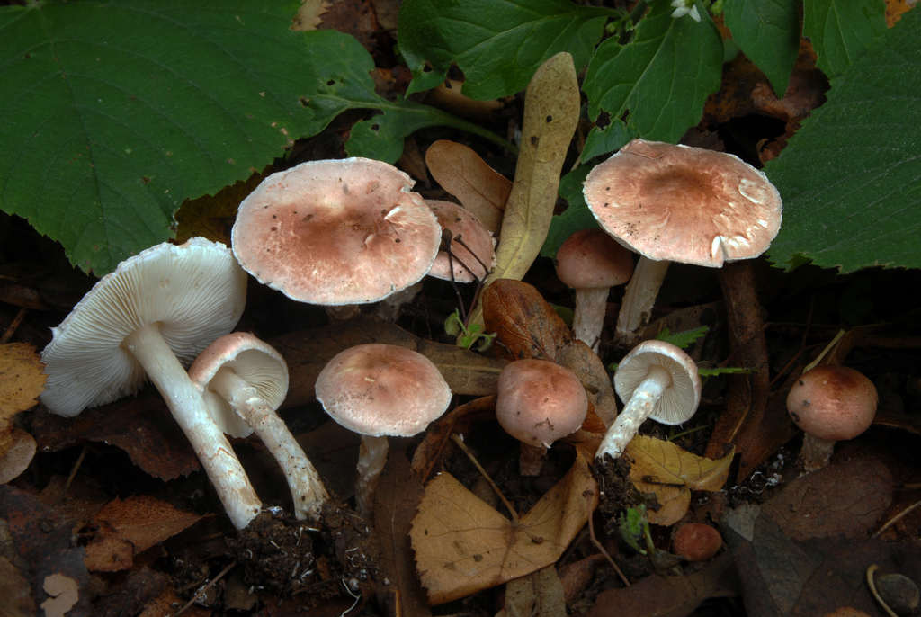 fatal dapperling from Parco di Monza (Viale dei tigli) on October 19 ...