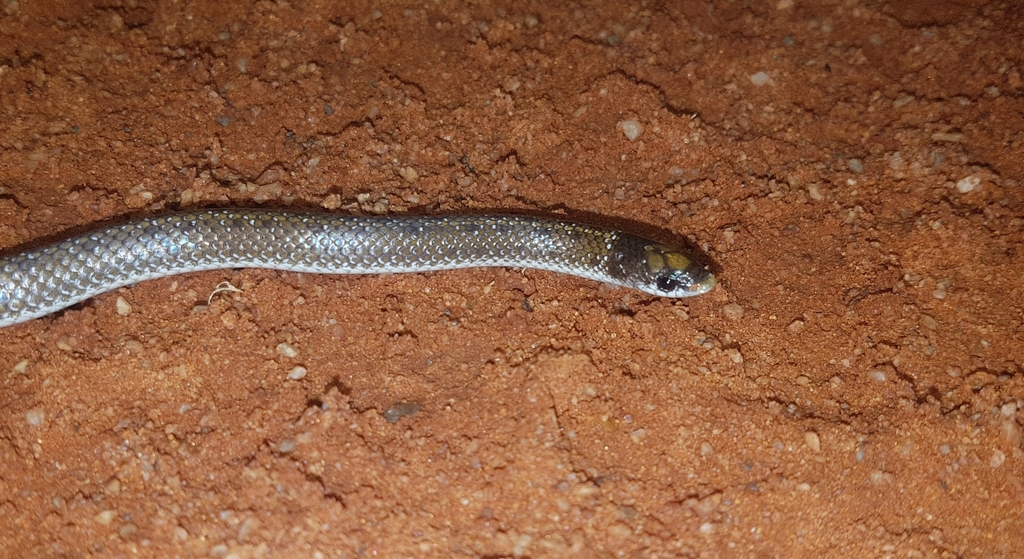 Lineolate Shovel-snout from Bo Karoo, South Africa on December 1, 2022 ...