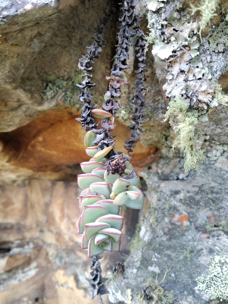 Kebab Bush from Table Mountain (Nature Reserve), Cape Town, South ...