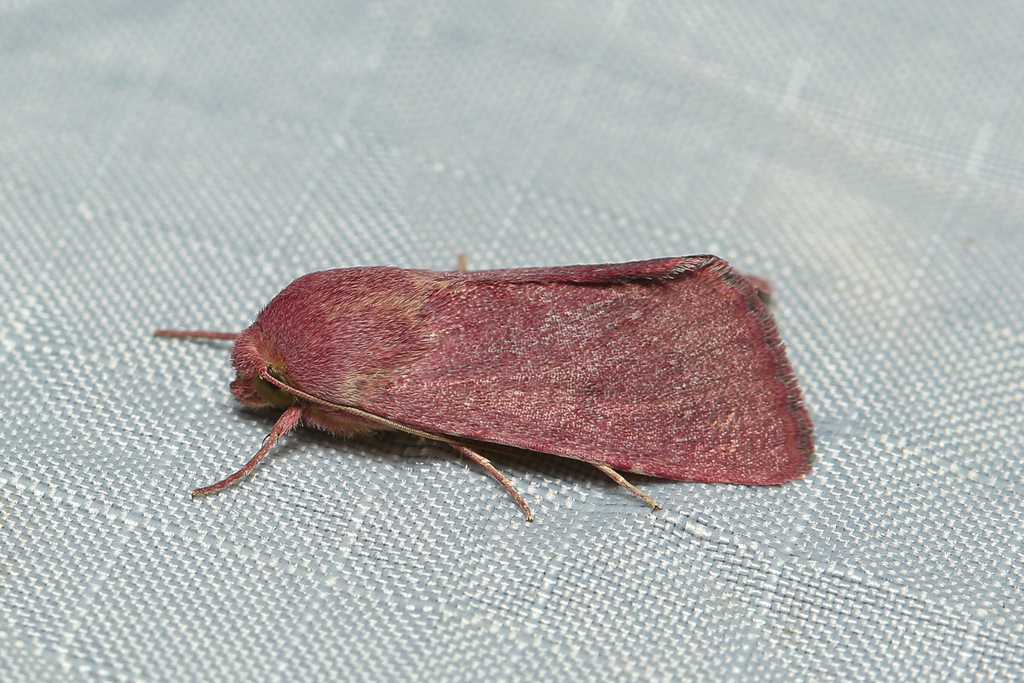 Australothis from Windorah, QLD on November 25, 2022 at 06:59 AM by ...