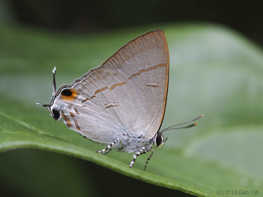 Common Tit (Butterflies of Varsity Park Condominium) · iNaturalist