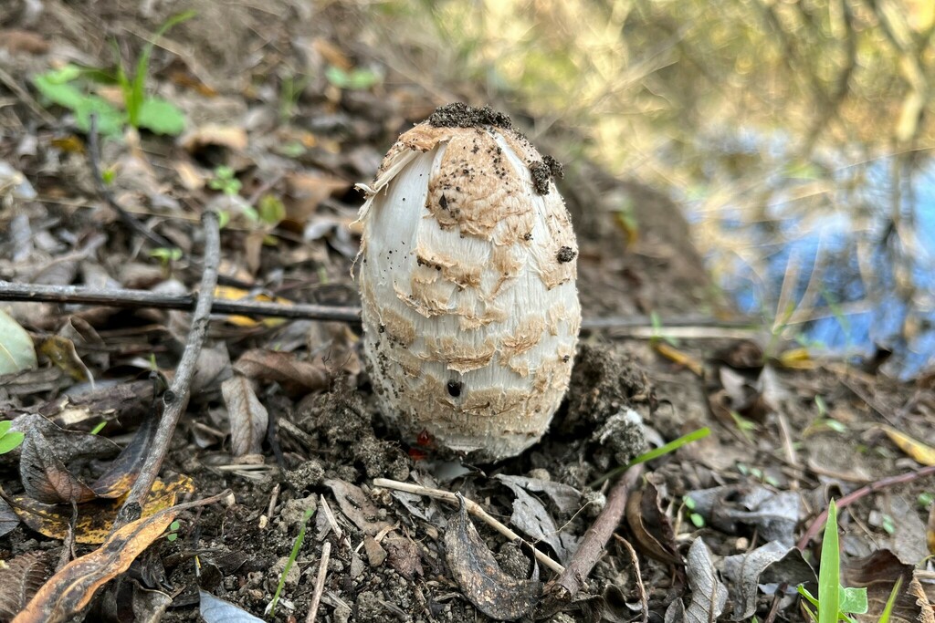 inky caps from Muir Beach, CA, USA on November 22, 2022 at 09:48 AM by ...