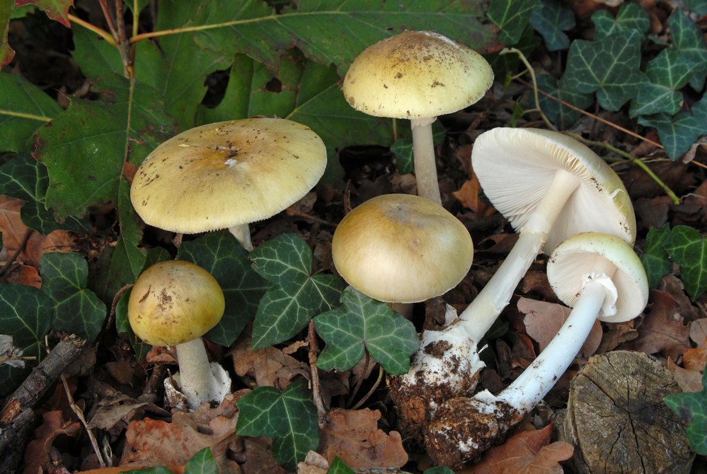 Deathcap from Canonica Lambro - Triuggio (MB) on October 23, 2021 at 06 ...