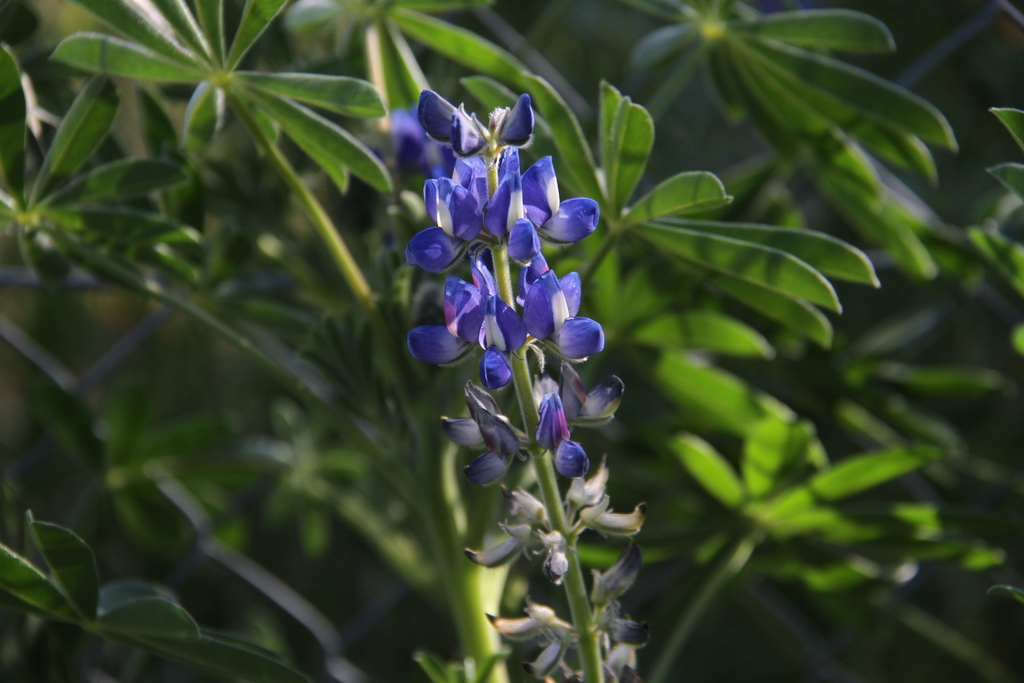 blue bonnet from Round Rock, TX, USA on August 05, 2022 at 02:23 PM by ...