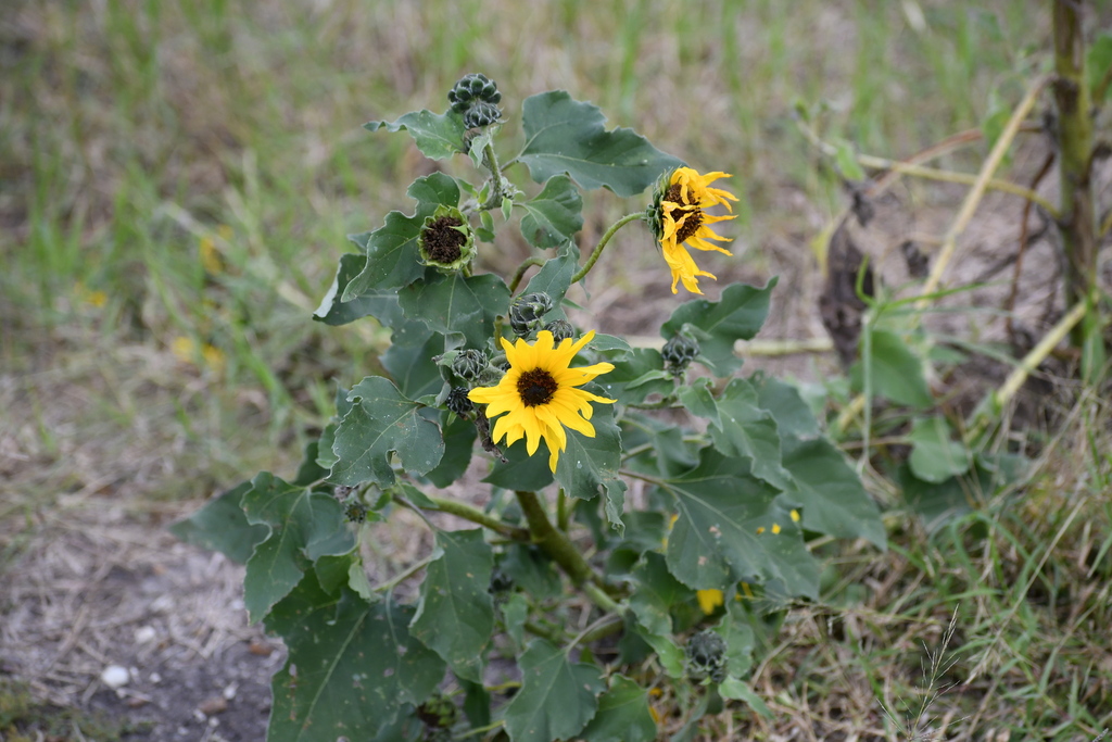 Common Sunflower from South Side, Corpus Christi, TX, USA on December ...