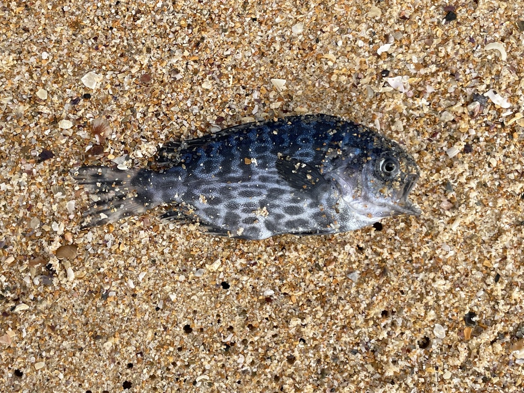 Raft-fish from Manly Beach, Manly, NSW, AU on December 02, 2022 at 07: ...