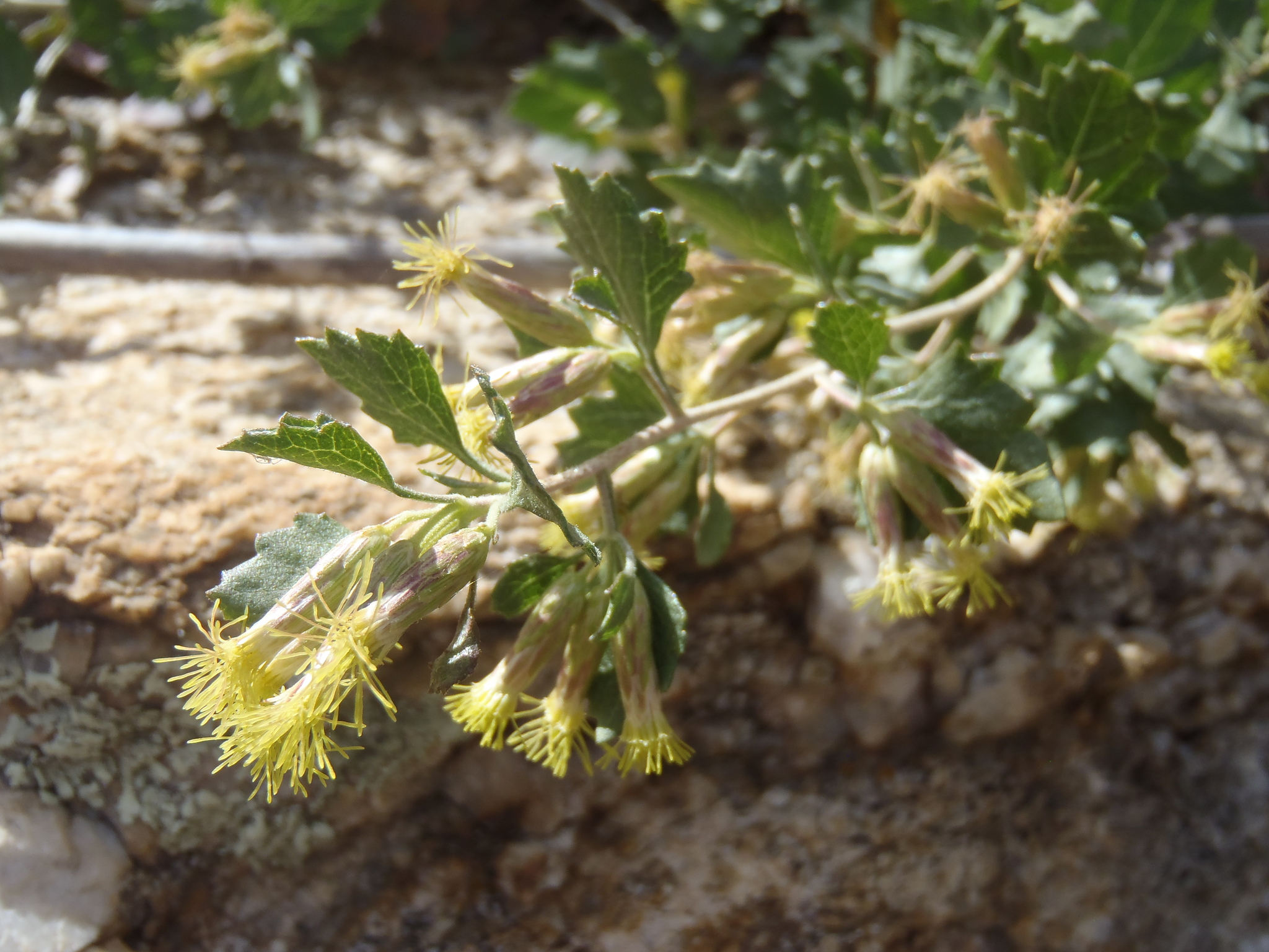 Brickellia baccharidea A.Gray