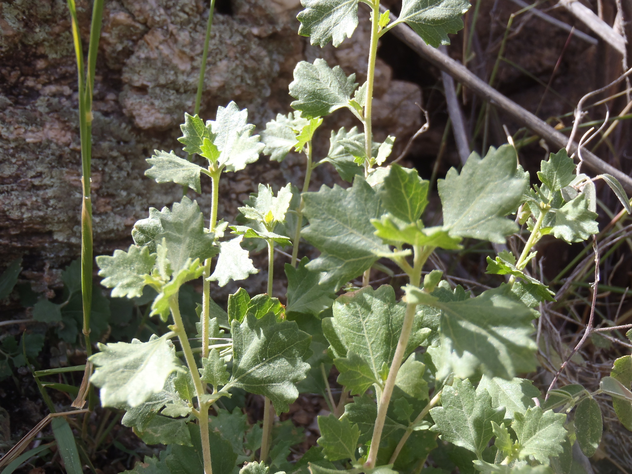 Brickellia baccharidea A.Gray