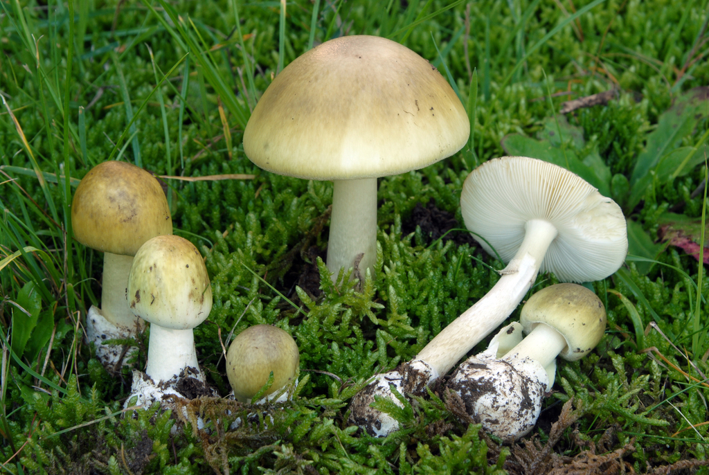 Deathcap from Merate (LC) - Loc. Biffo on October 2, 2022 at 01:17 PM ...