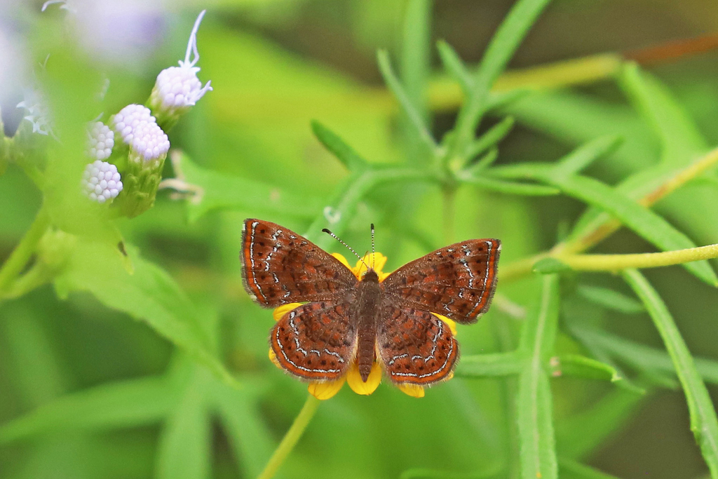 Rounded Metalmark from Brownsville, TX, USA on October 30, 2022 at 12: ...