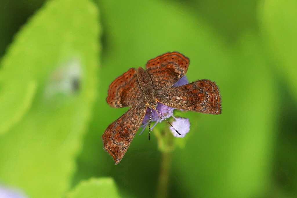 Rounded Metalmark from Progreso Lakes, TX 78596, USA on November 04 ...