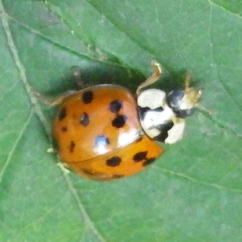 Asian Lady Beetle from Licton Springs, Seattle, WA, USA on November 27 ...