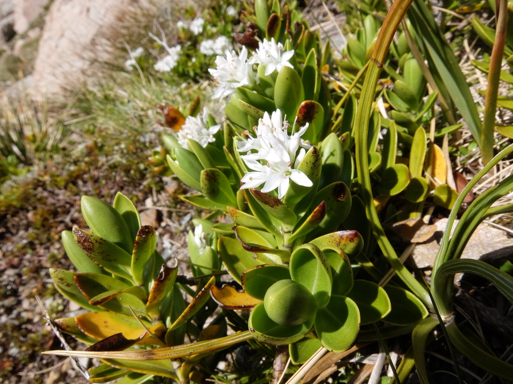 Veronica treadwellii from Mueller Hut Route, Mount Cook National Park ...