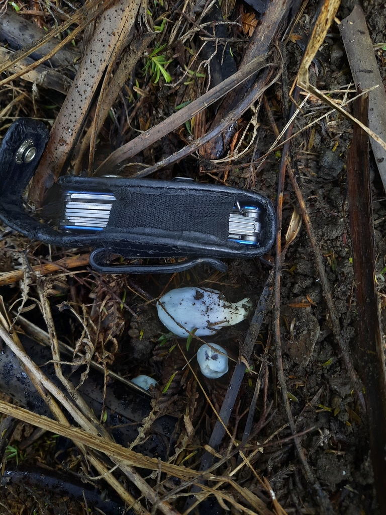 Blue Pouch Fungus from Herekino, New Zealand on December 01, 2022 at 05 ...