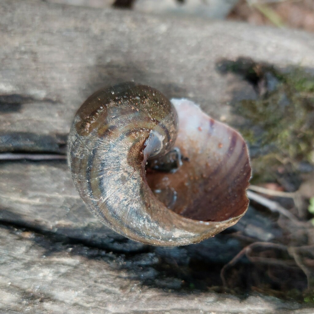 Common Apple Snails from Alta Floresta, Mato Grosso, Brazil on November ...
