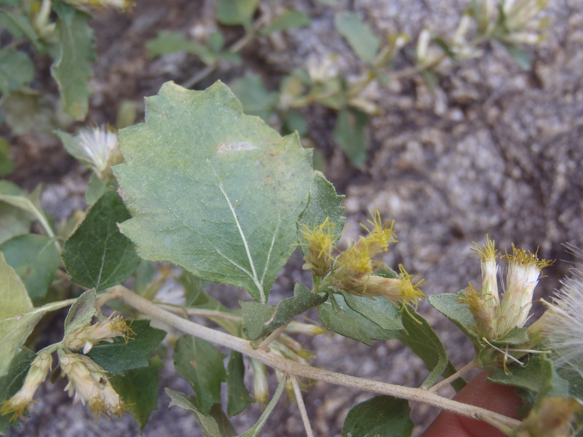 Brickellia baccharidea A.Gray