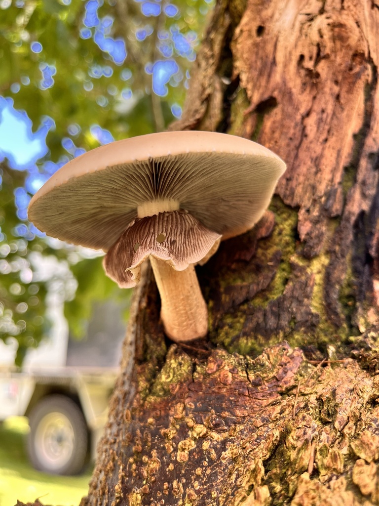 Cyclocybe parasitica from North Island, Waimauku, Auckland, NZ on ...
