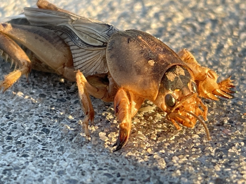 Northern Mole Cricket from Beach Blvd, Pascagoula, MS, US on December ...