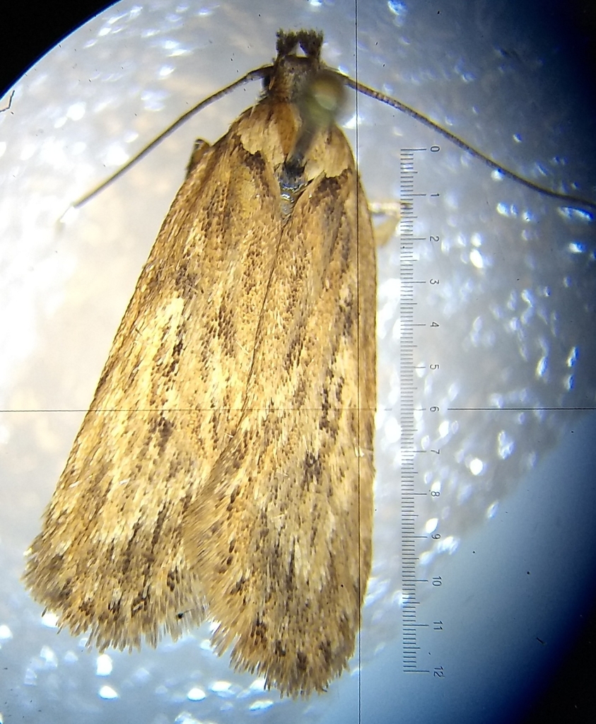 Parsnip Webworm from Eugene, OR 97405, USA on December 01, 2022 at 01: ...
