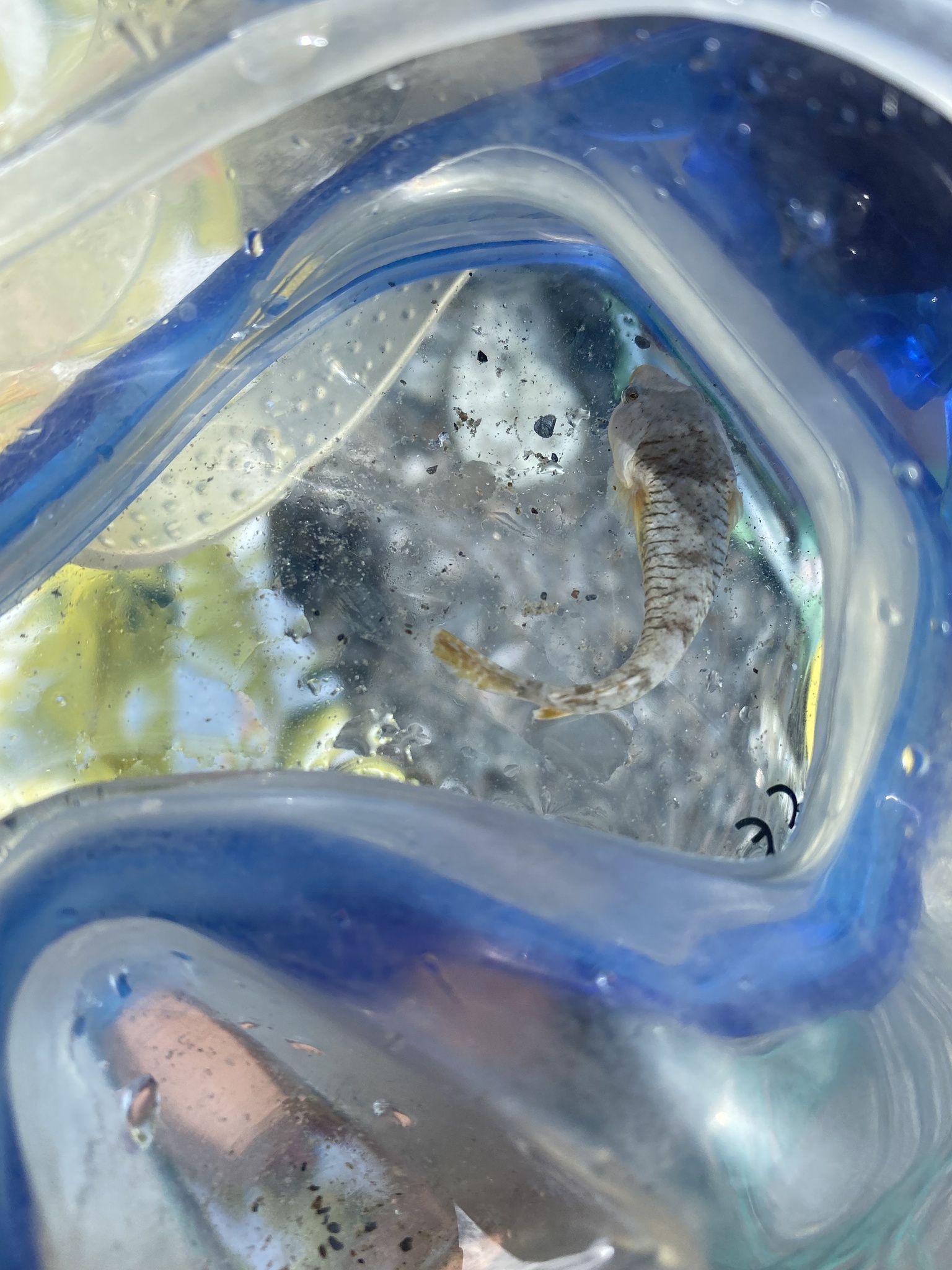 Diplecogaster Fraser-Brunner, 1938