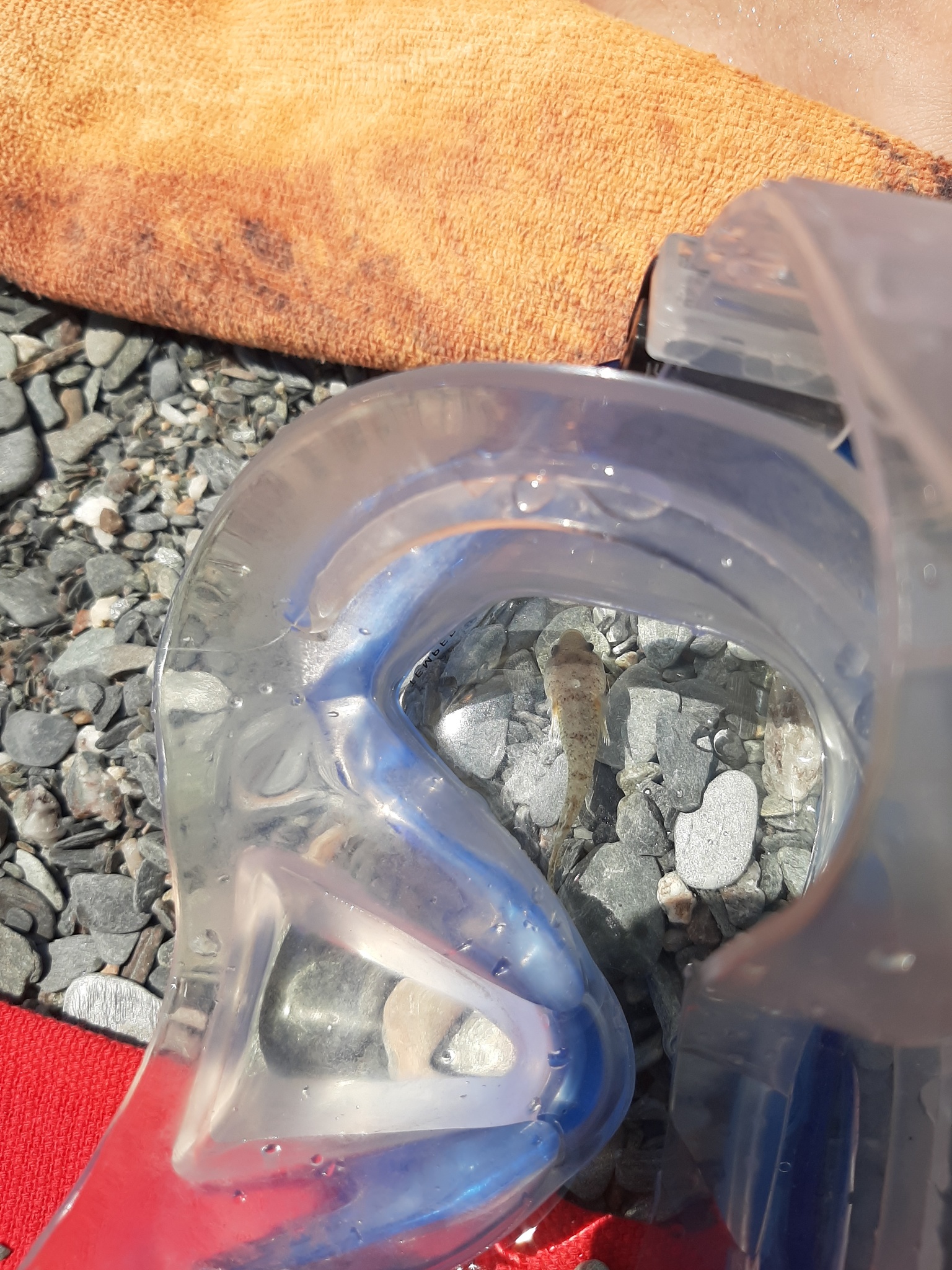 Diplecogaster Fraser-Brunner, 1938