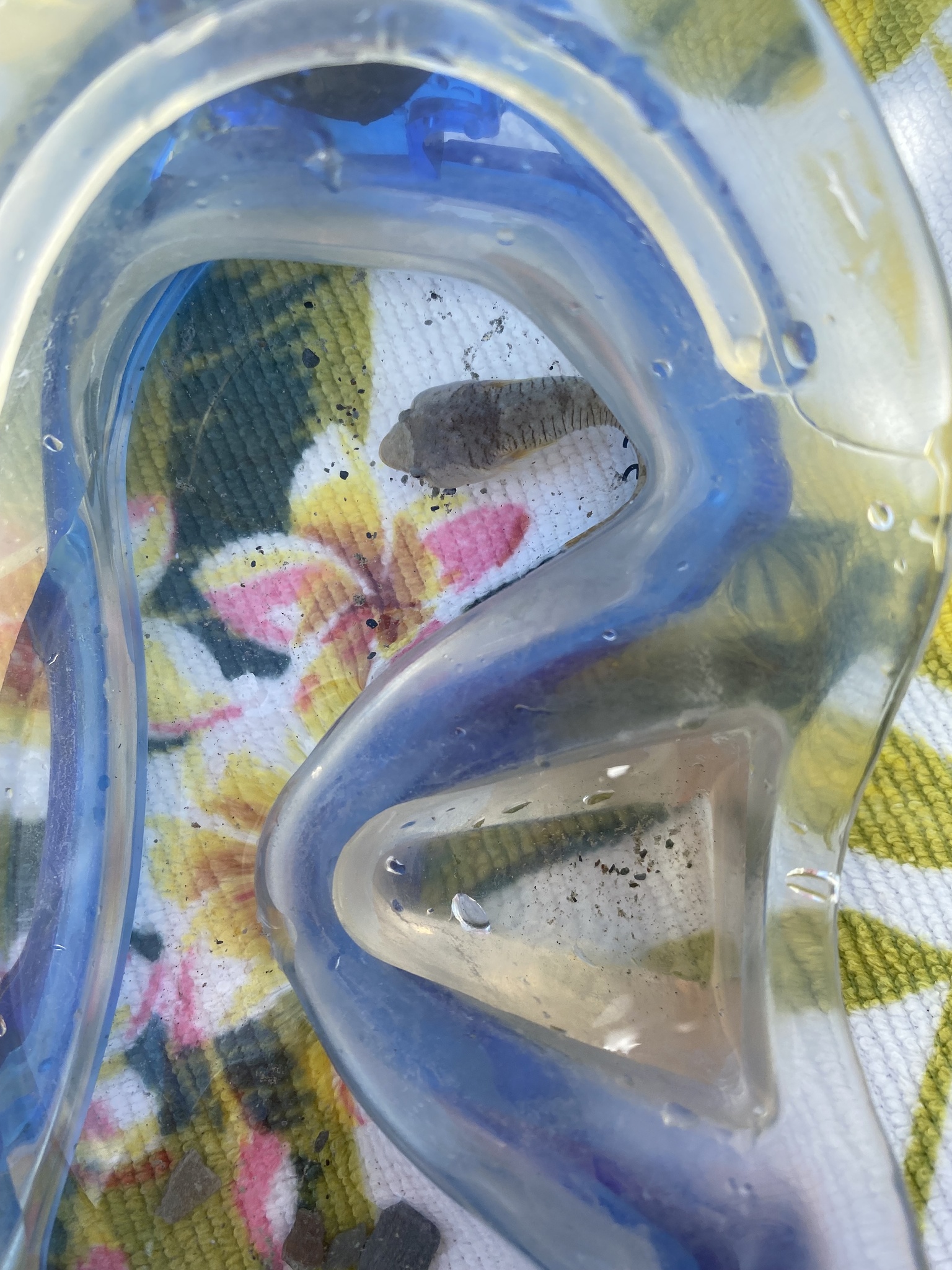 Diplecogaster Fraser-Brunner, 1938