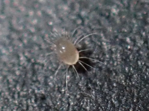 American House Dust Mite (Dermatophagoides farinae)