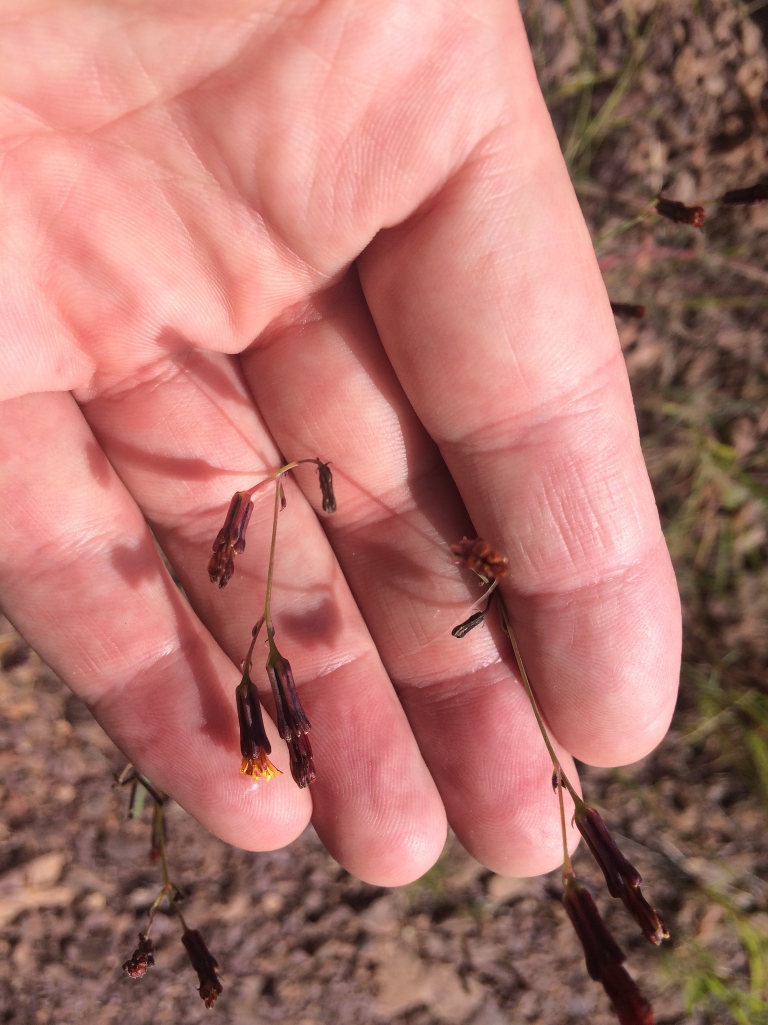 Pectis imberbis A.Gray