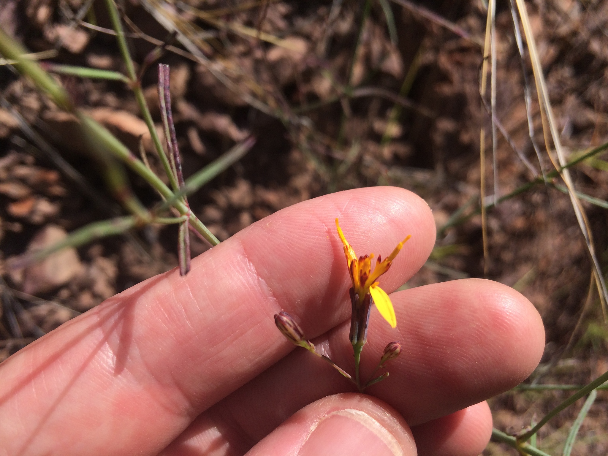 Pectis imberbis A.Gray