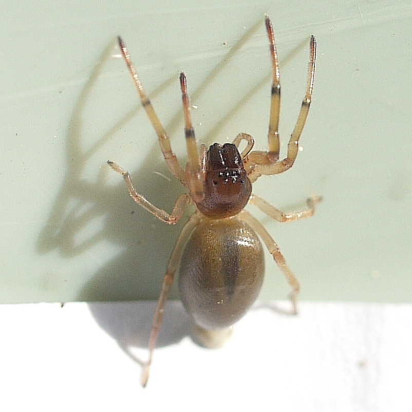 Broad-faced Sac Spider from Cross Plains, WI 53528, USA on August 5 ...