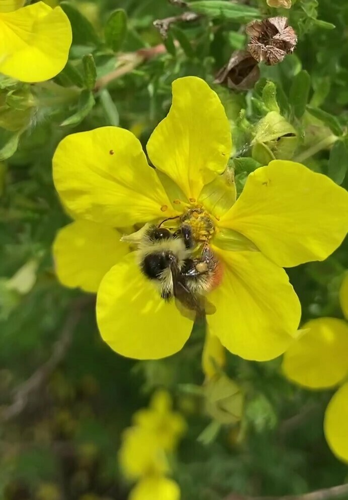 Red-belted Bumble Bee from Southeast Calgary, Calgary, AB, Canada on ...