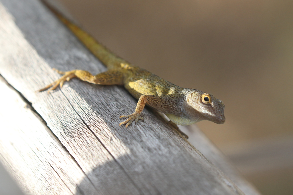 Altagracia Graceful Anole from Fundacion Grupo Puntacana, Puntacana ...