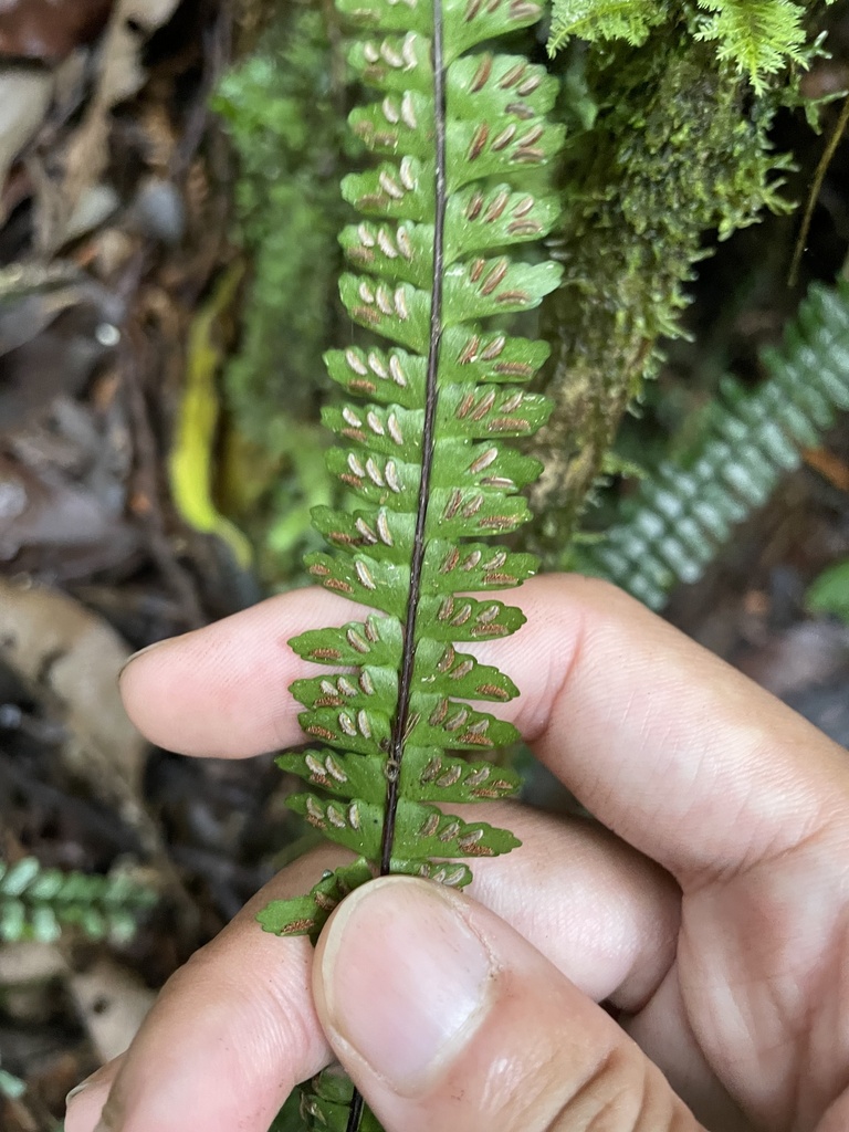 Rainforest Spleenwort from Mount Apo Natural Park, Sta. Cruz, Davao Del ...