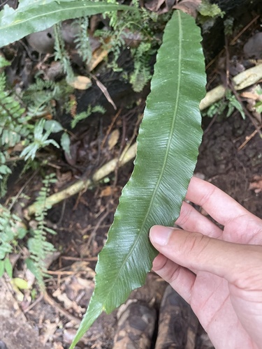 Asplenium colubrinum · iNaturalist